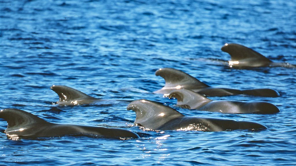 Delfin-Systematik - Neue Delfinarten - GRD