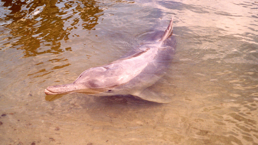 Delfin-Systematik - Neue Delfinarten - GRD