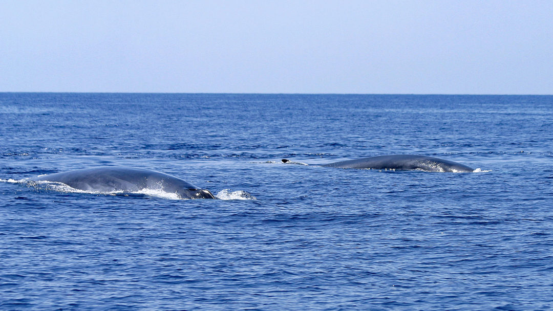 Finnwale in der Adria nördlich von Split gesichtet - GRD