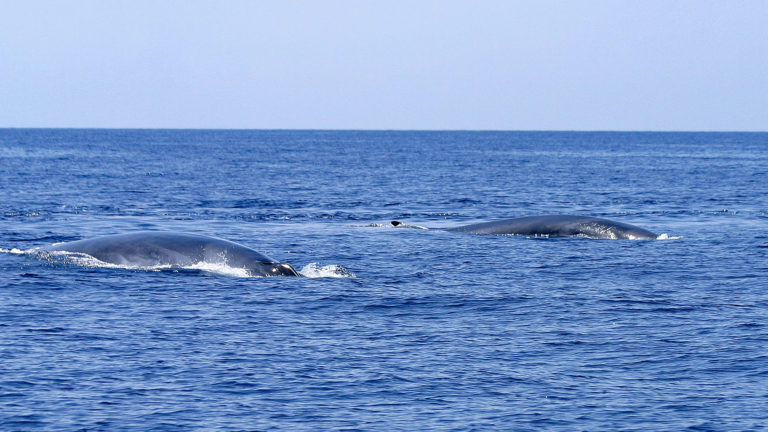 Welche Meeressäuger gibt es in der Adria? - GRD