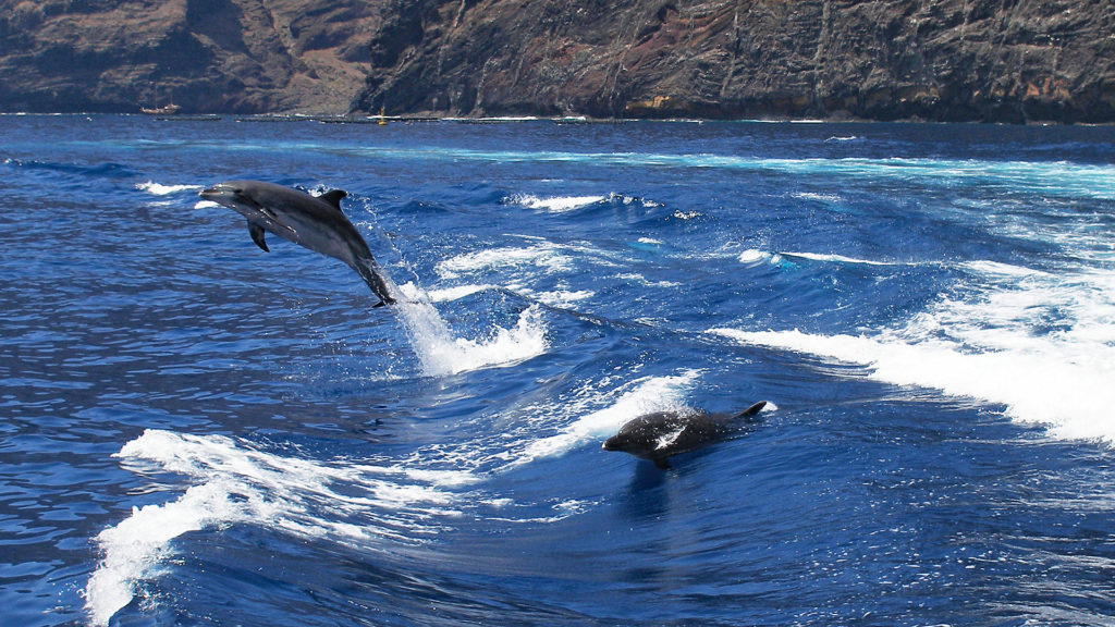 Delfin-Systematik - Neue Delfinarten - GRD