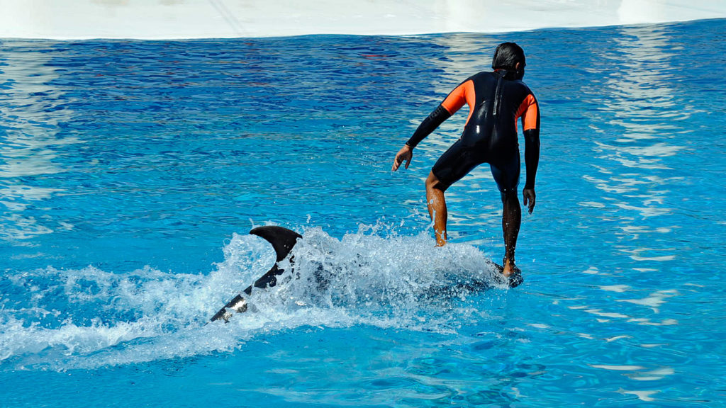 Türkei: Das Land, wo die Delfine leiden - GRD