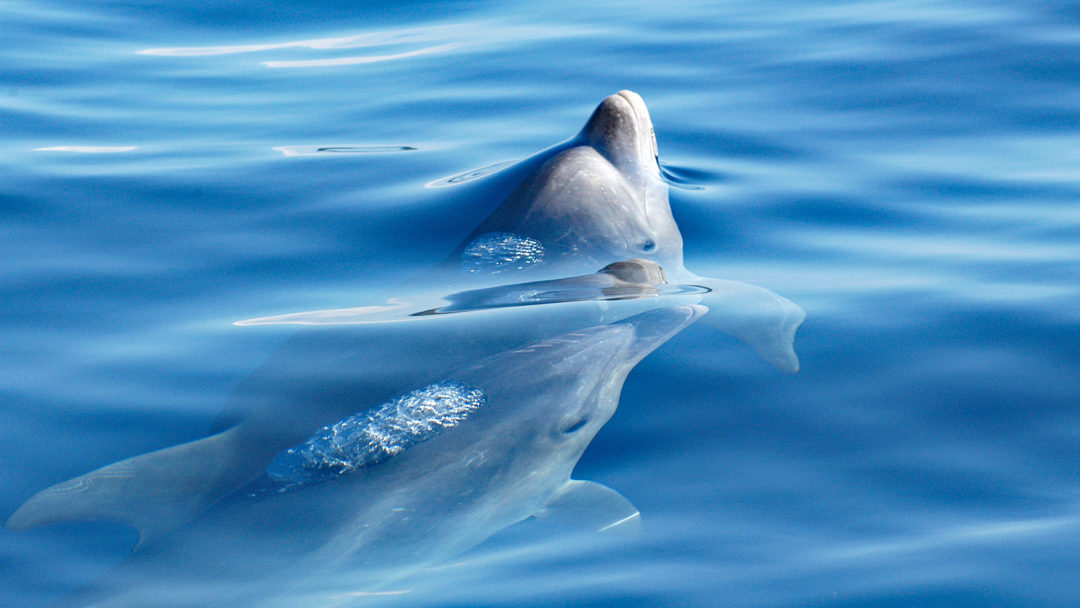 Delfin-Systematik - Neue Delfinarten - GRD