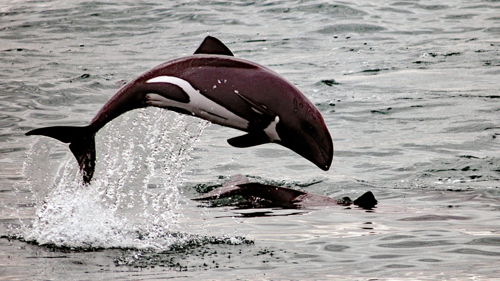 Delfin-Systematik - Neue Delfinarten - GRD