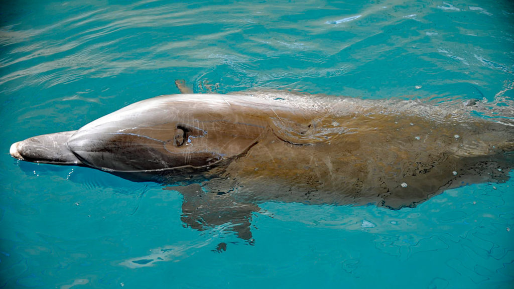 Türkei: Das Land wo Delfine leiden - GRD