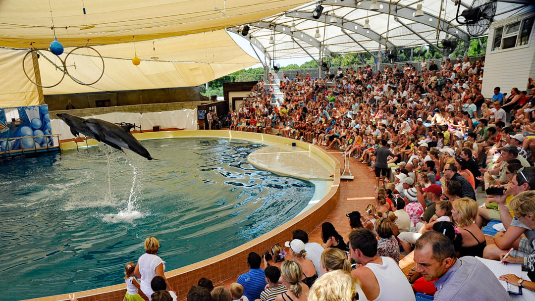 Türkei: Das Land wo Delfine leiden - GRD