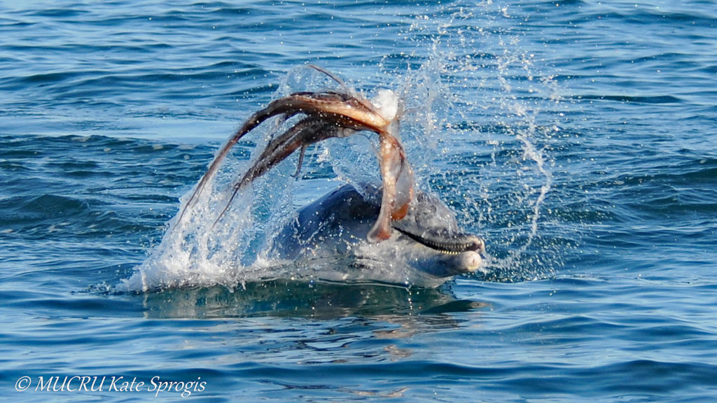 Kraken-Jäger gehen sehr grob zu Werke – Aus gutem Grund - GRD
