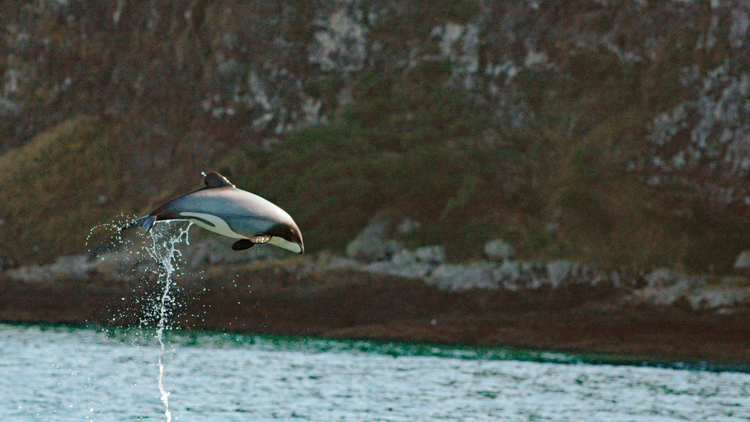 Delfin-Systematik - Neue Delfinarten - GRD