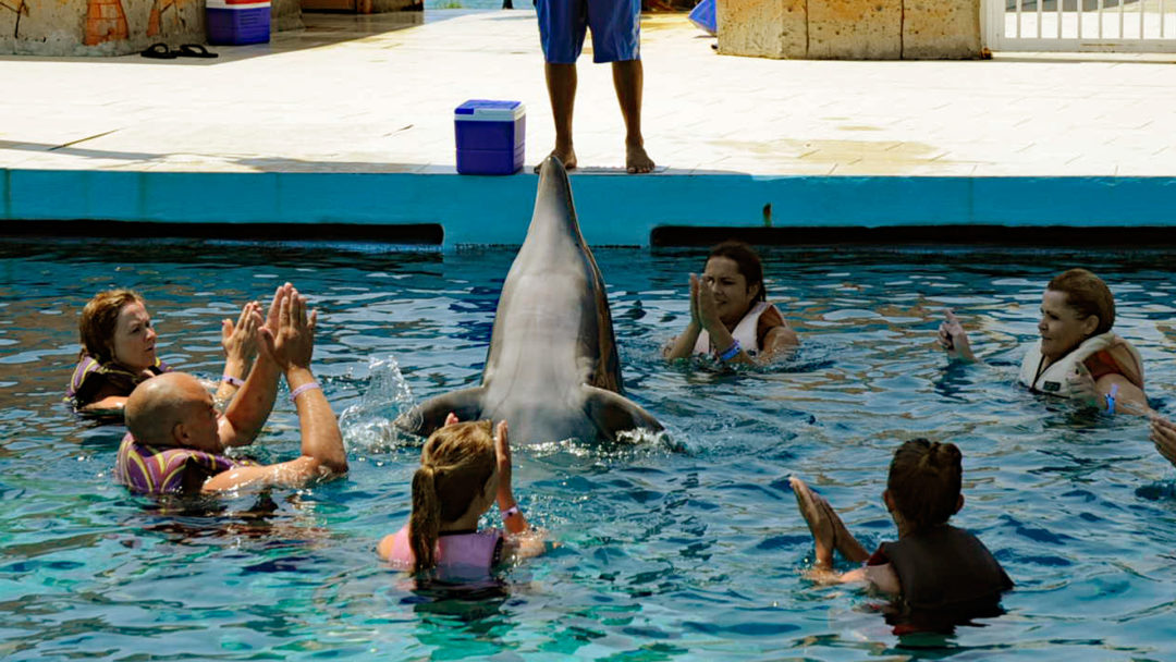 Türkei: Das Land wo Delfine leiden - GRD
