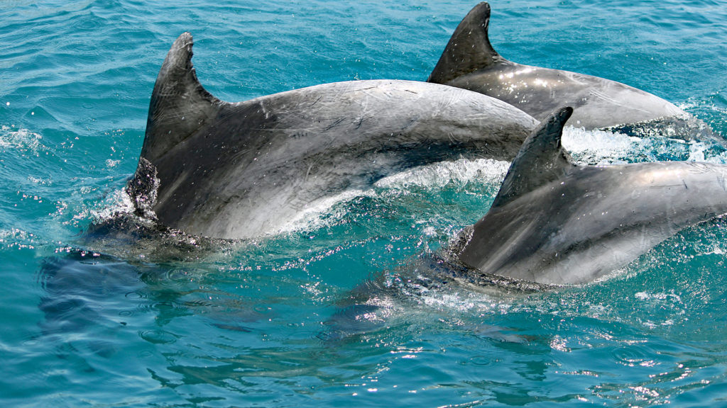 Adriatic Dolphin Observer - GRD