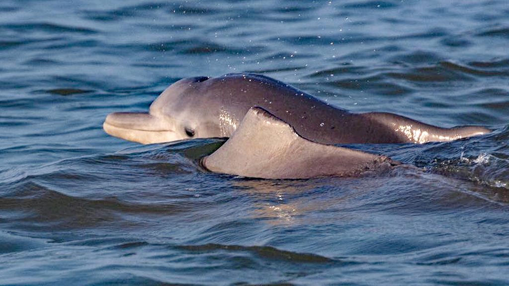 Delfine mit KI schneller identifizierbar? - GRD