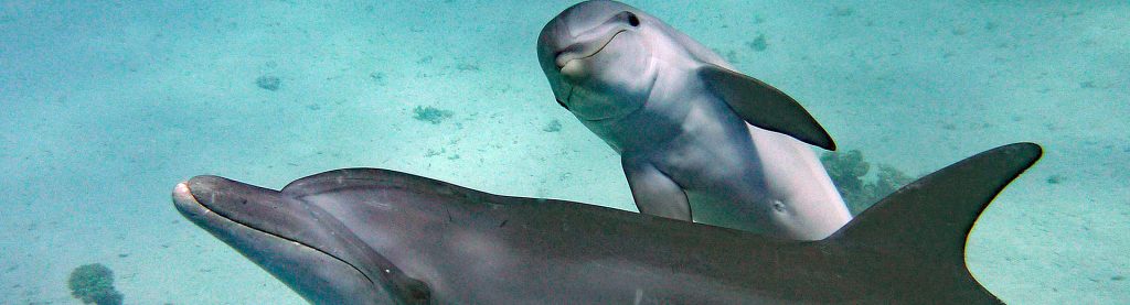 Delfinmutter Mit Baby Im Roten Meer Von Angela Ziltener 520px - GRD