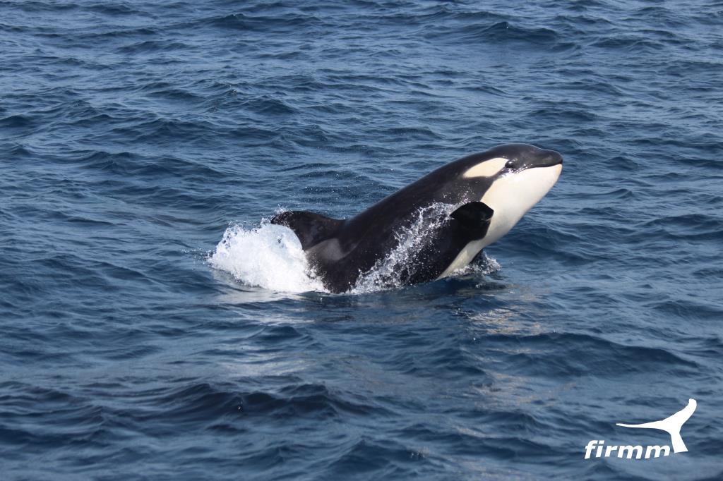 Das Jagdverhalten der Orcas in der Straße von Gibraltar - GRD