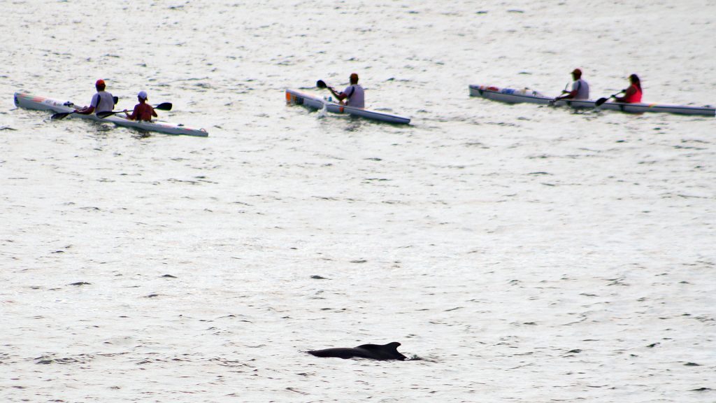 Ein Nilpferd in der Bucht der Delfine - GRD