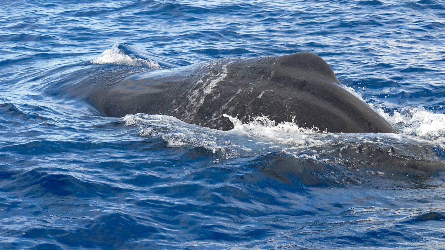 Pottwal Super-Pod vor Dominica mit 100 Walen - GRD