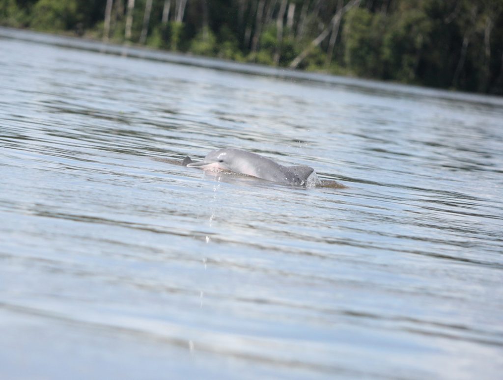 Amazonas-Flussdelfin - GRD