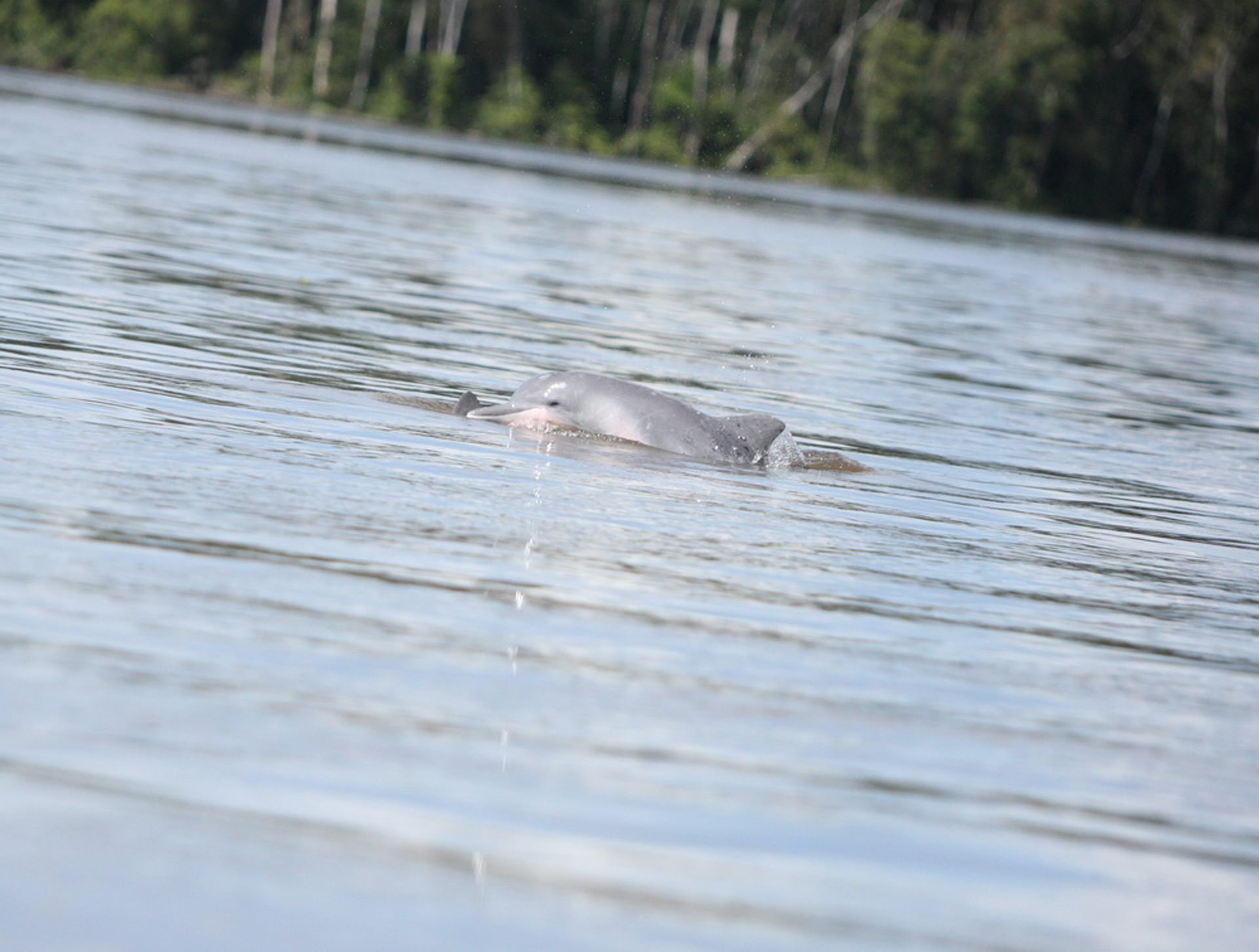 Amazonas-Flussdelfin - GRD