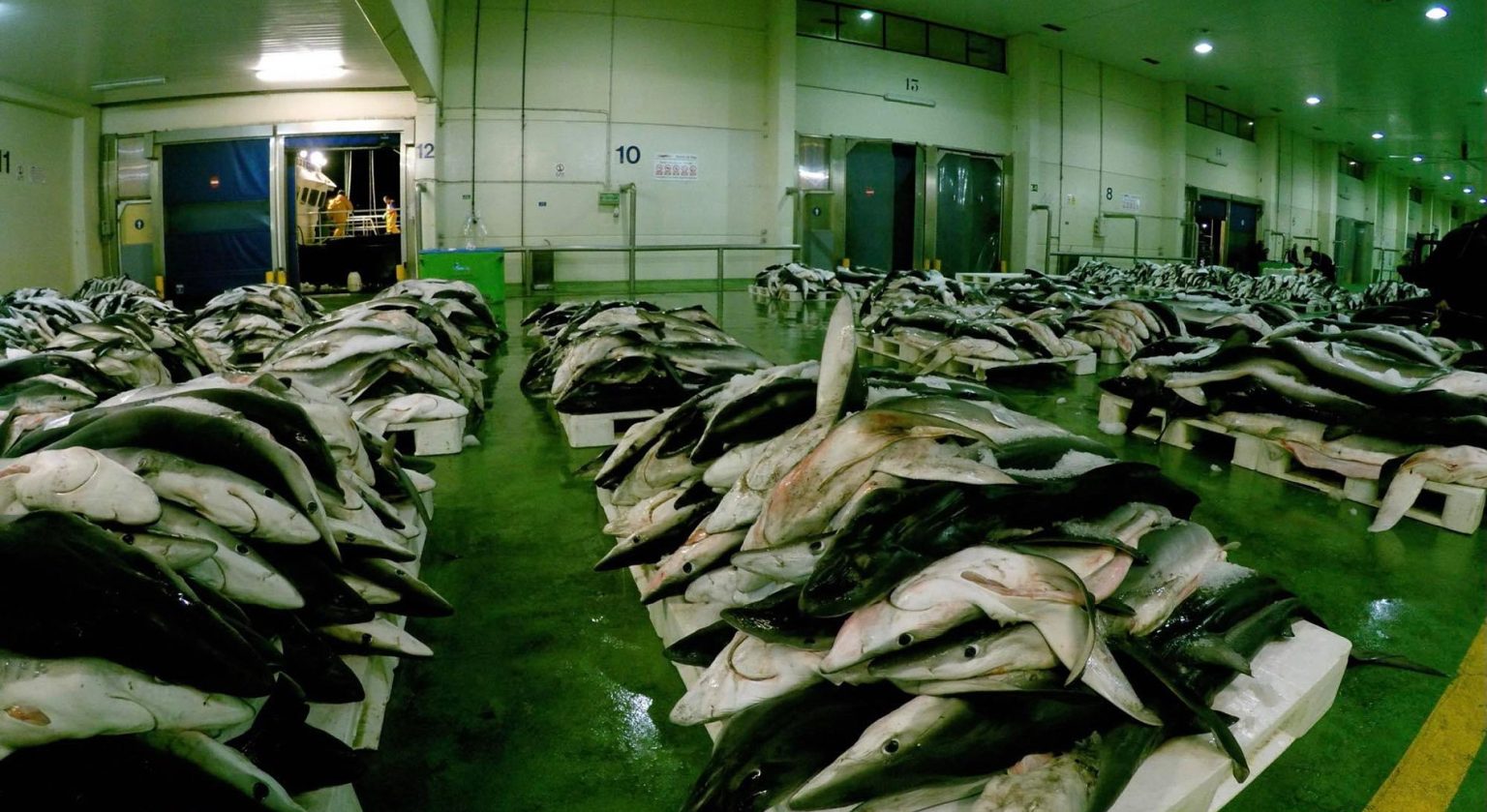 Finning-Initiative: Gegen den grausamen Handel mit Haiflossen - GRD