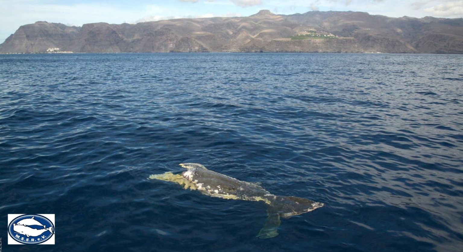 Walschutz: News aus der Welt der Wale - GRD