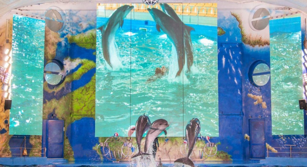 Delfinarien: Was passiert mit den Delfinen in der Ukraine? - GRD