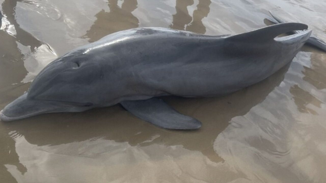 USA: Unfassbare Delfin-Quälerei in Florida und Texas - GRD