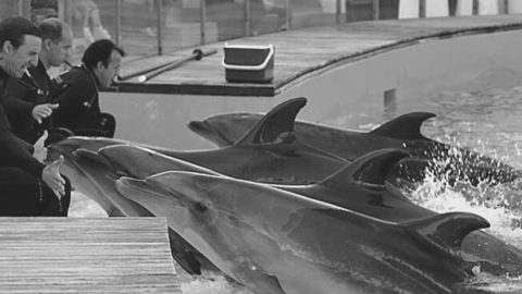 Delfinarium: Hat Delfin „Mosa“ Selbstmord begangen? - GRD