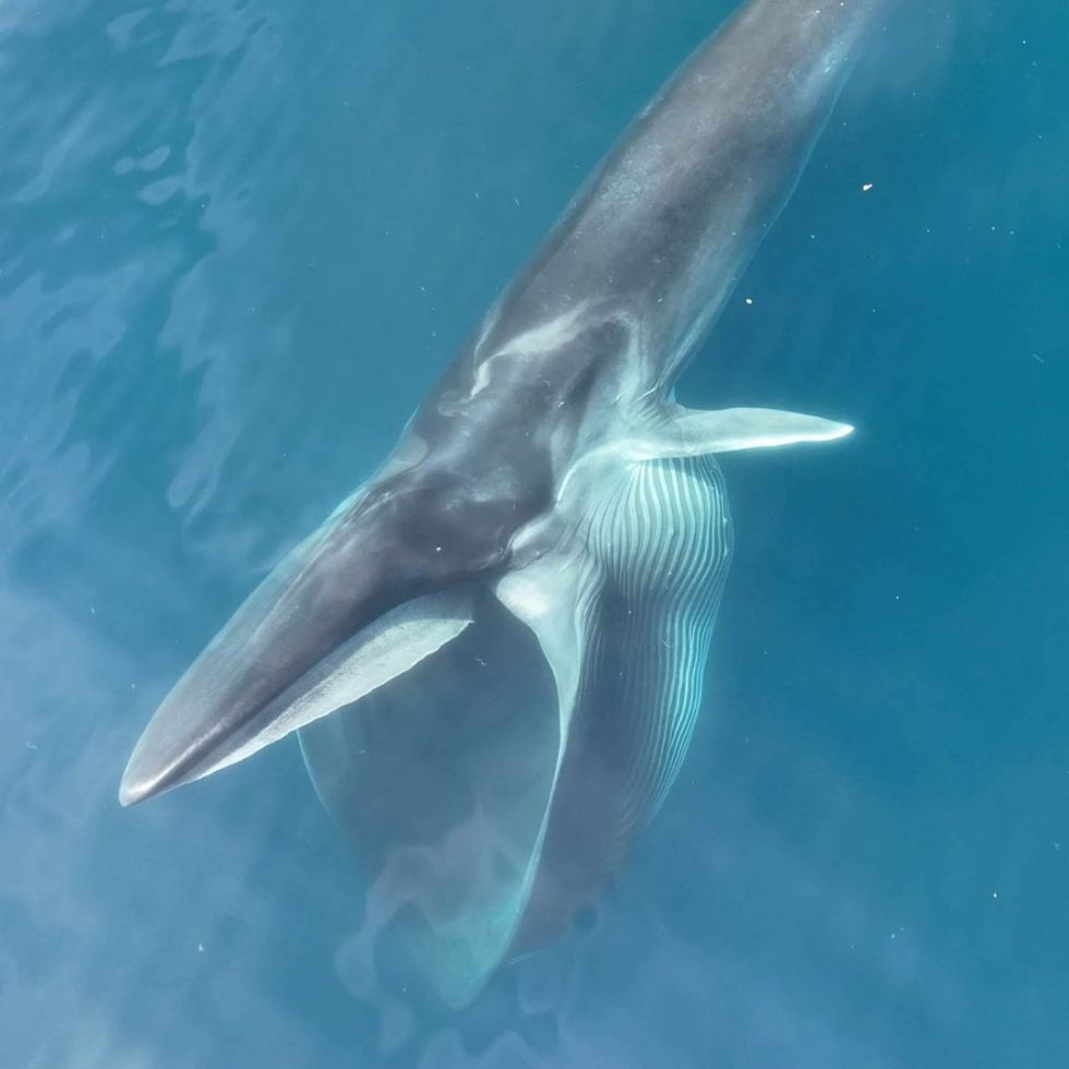 Unterwegs mit Finnwalen und EDMAKTUB - GRD