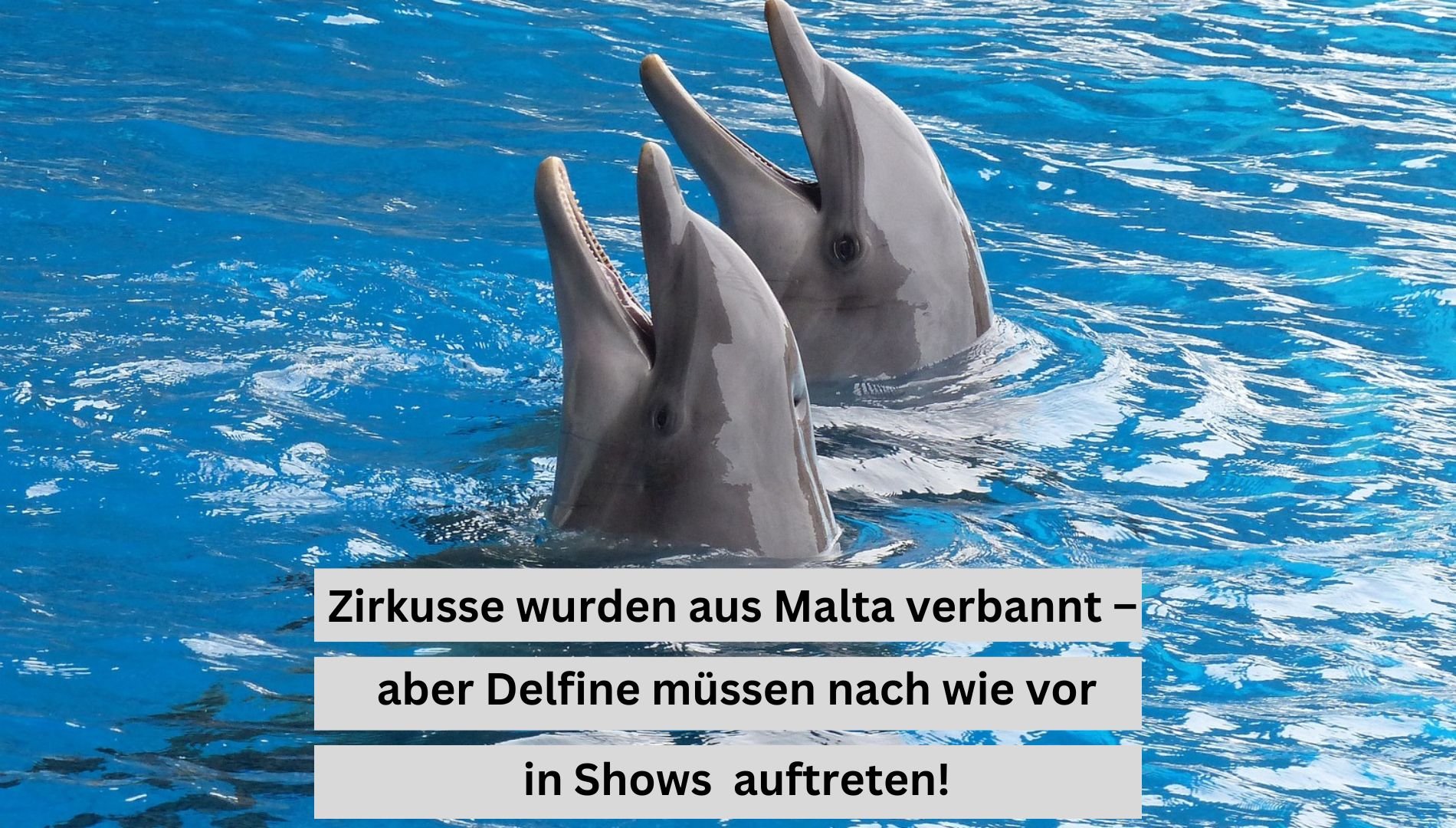 Delfine: Erfolgreiche Auswilderung - GRD