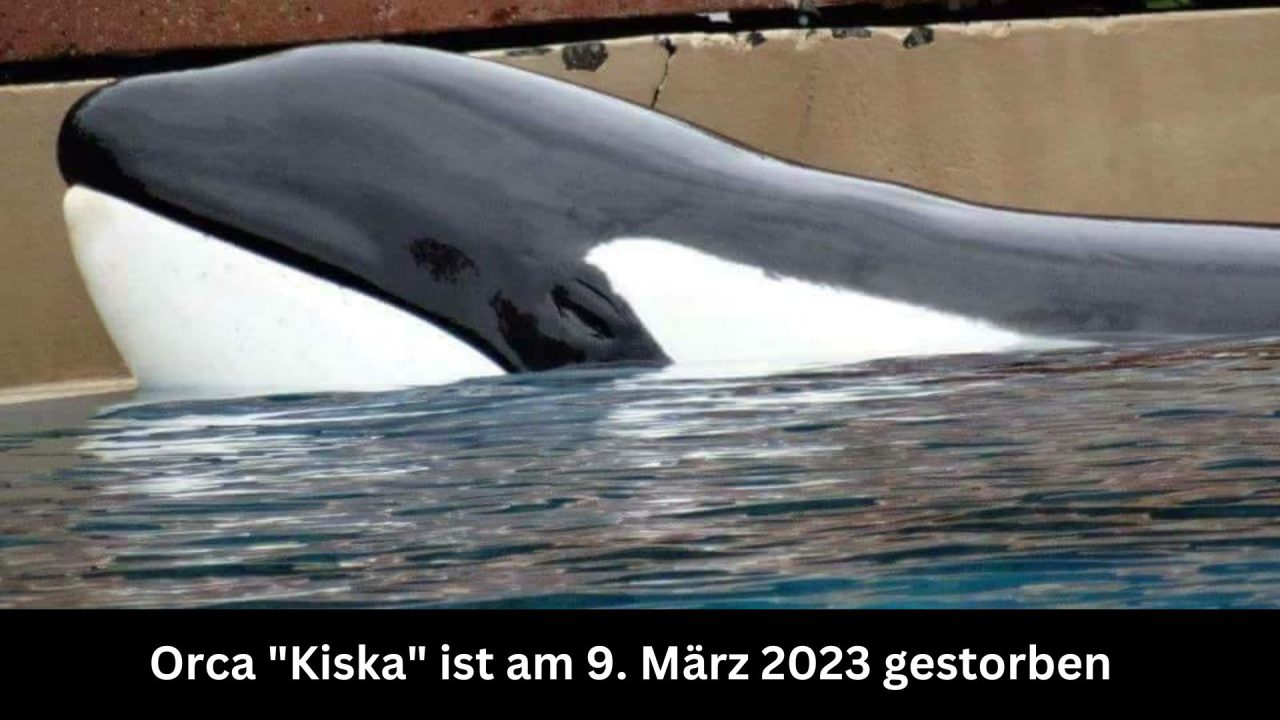 Zum Tod von Orca „Kiska“: Leidvolle 47 Jahre - GRD