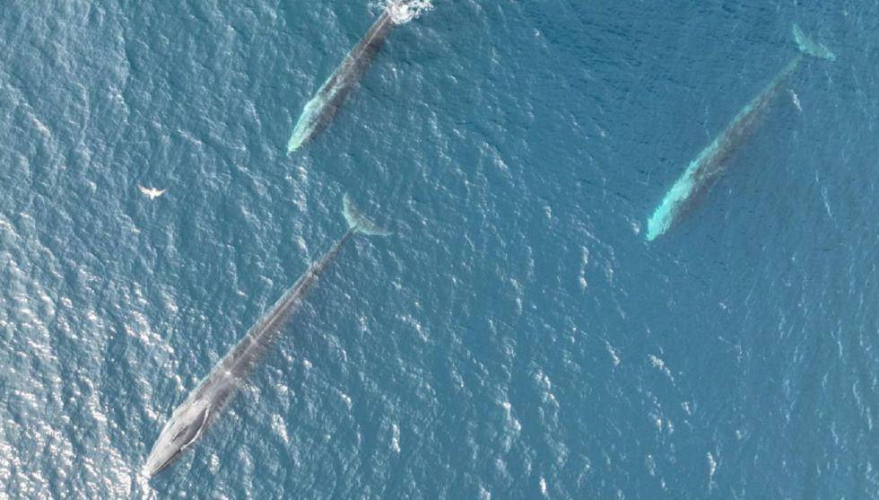 Finnwal-Forschung vor Spanien - GRD