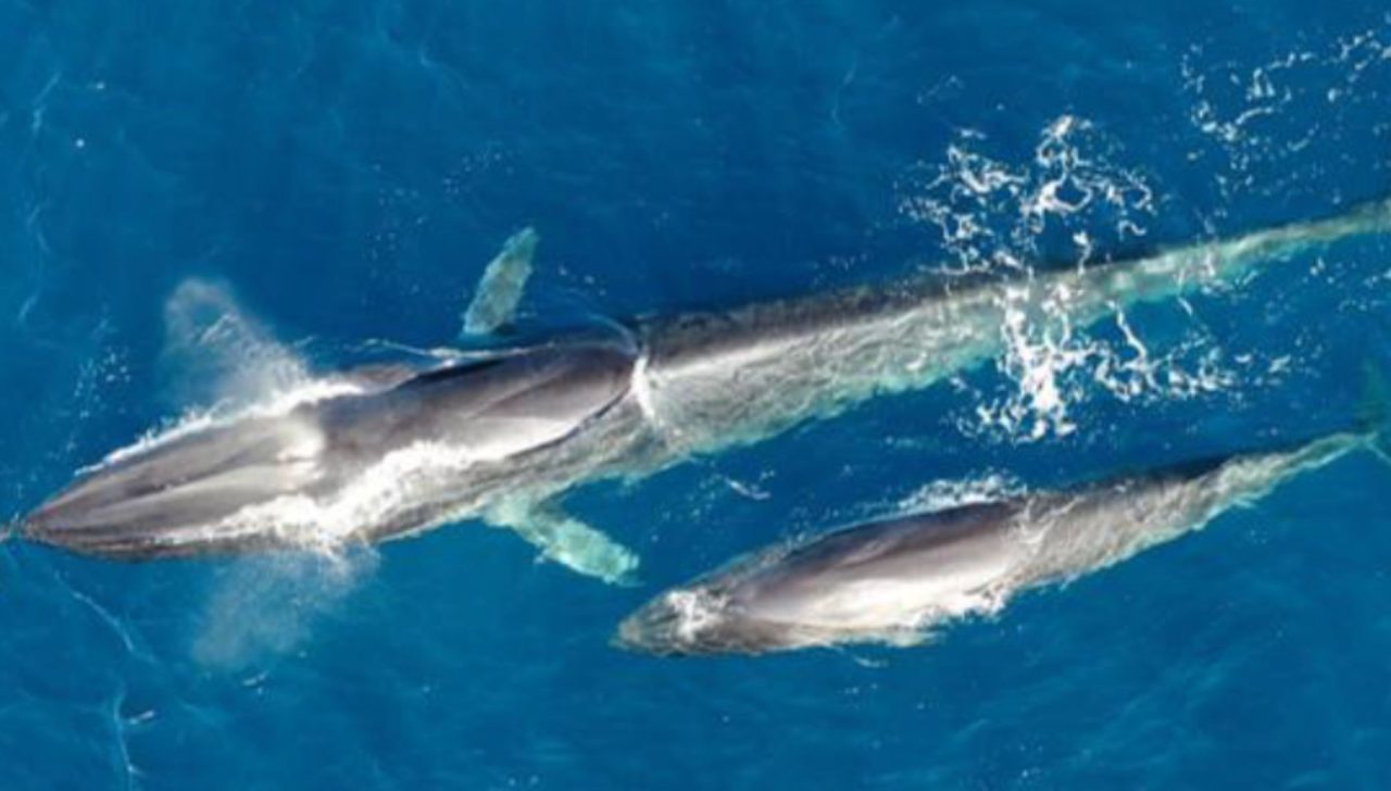 Finnwal-Forschung vor Spanien - GRD