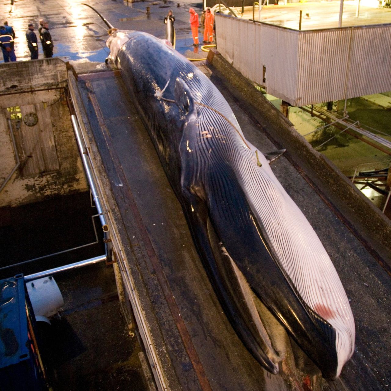 Walfang auf Island: Wirtschaftlich sinnlos - GRD