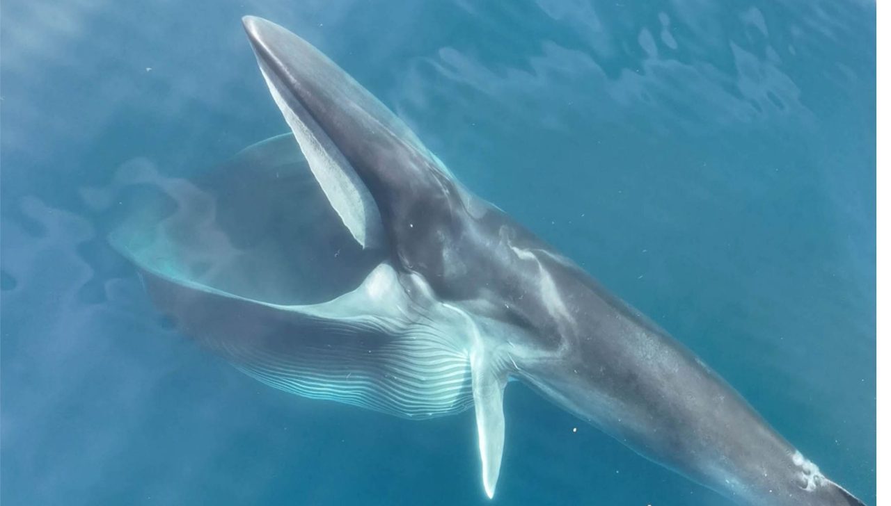 Schützenswertes im Mittelmeer - GRD
