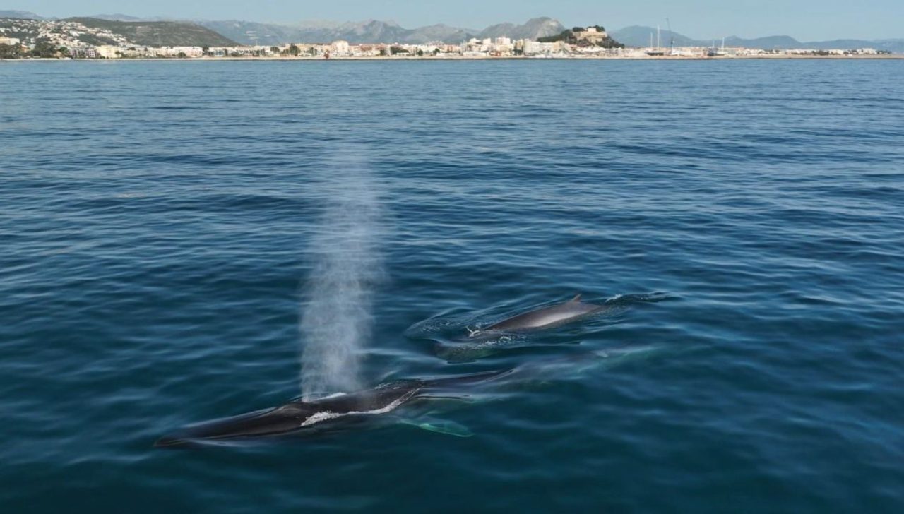 Finnwale zieht es zurück in den Atlantik - GRD