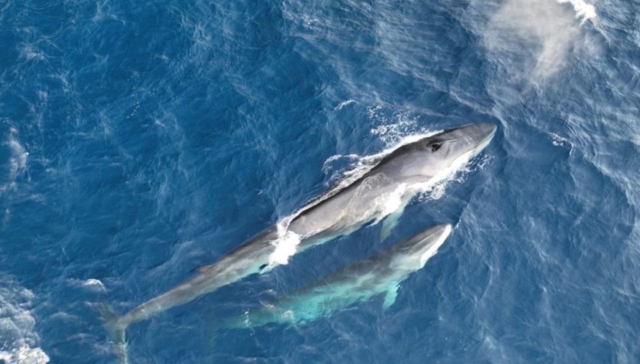 Finnwale zieht es zurück in den Atlantik - GRD