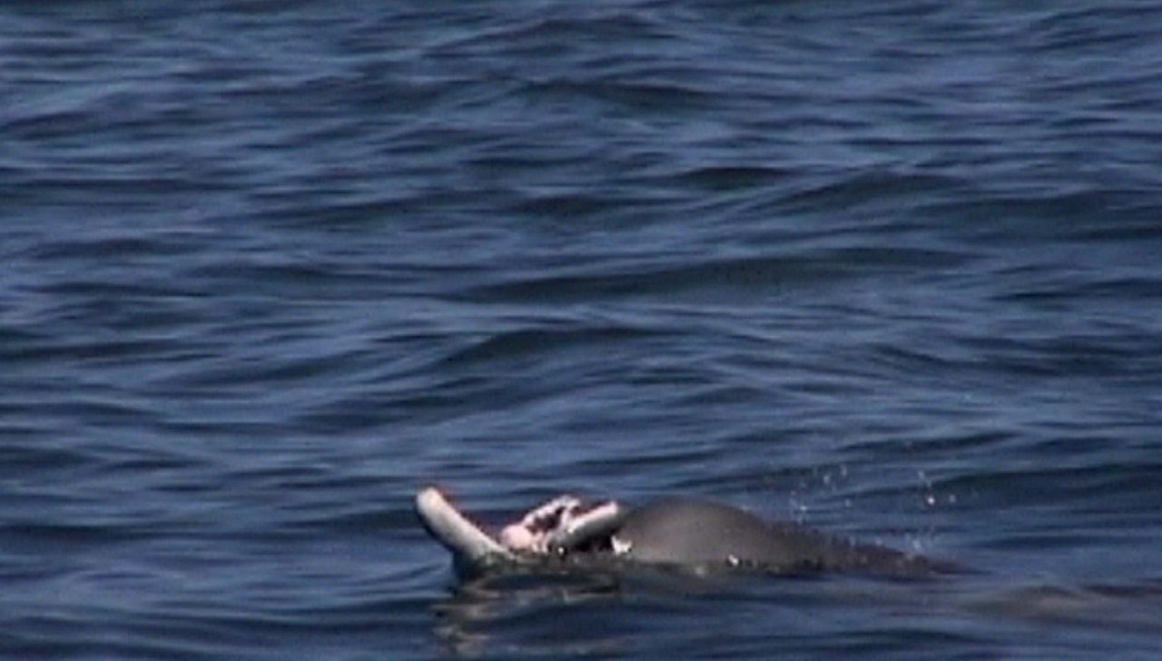 Gebrochene Schnauzen bei Delfinen - GRD