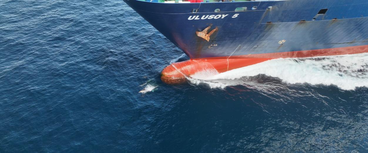 Fin Whale Project Report September 2023 (5) - GRD