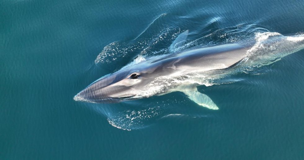 Eine erfolgreiche Saison geht zu Ende - GRD