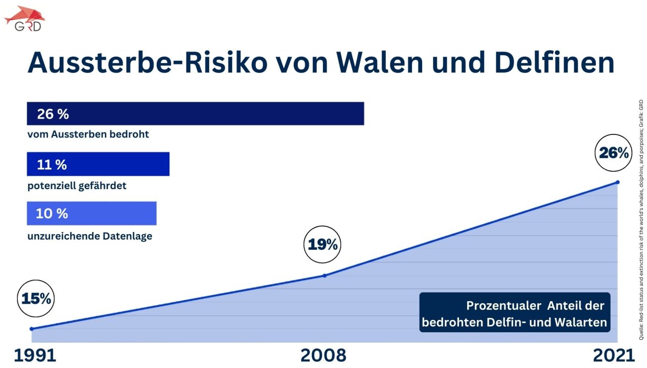 Artensterben: 26 Prozent aller Delfin- und Walarten bedroht - GRD