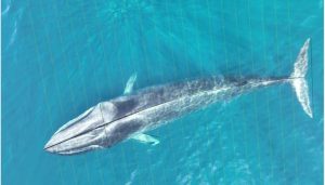 Faszination Finnwal 6 - GRD