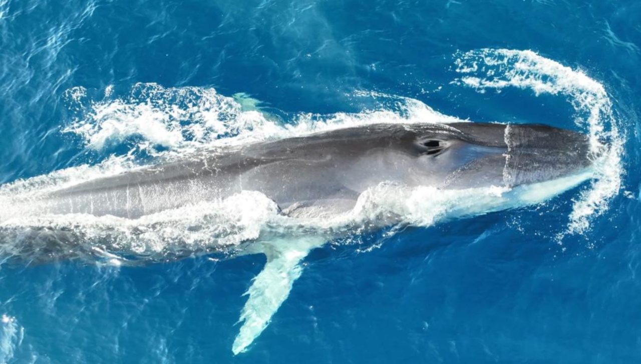 Finnwalprojekt 2024: Die Finnwale sind zurück! - GRD