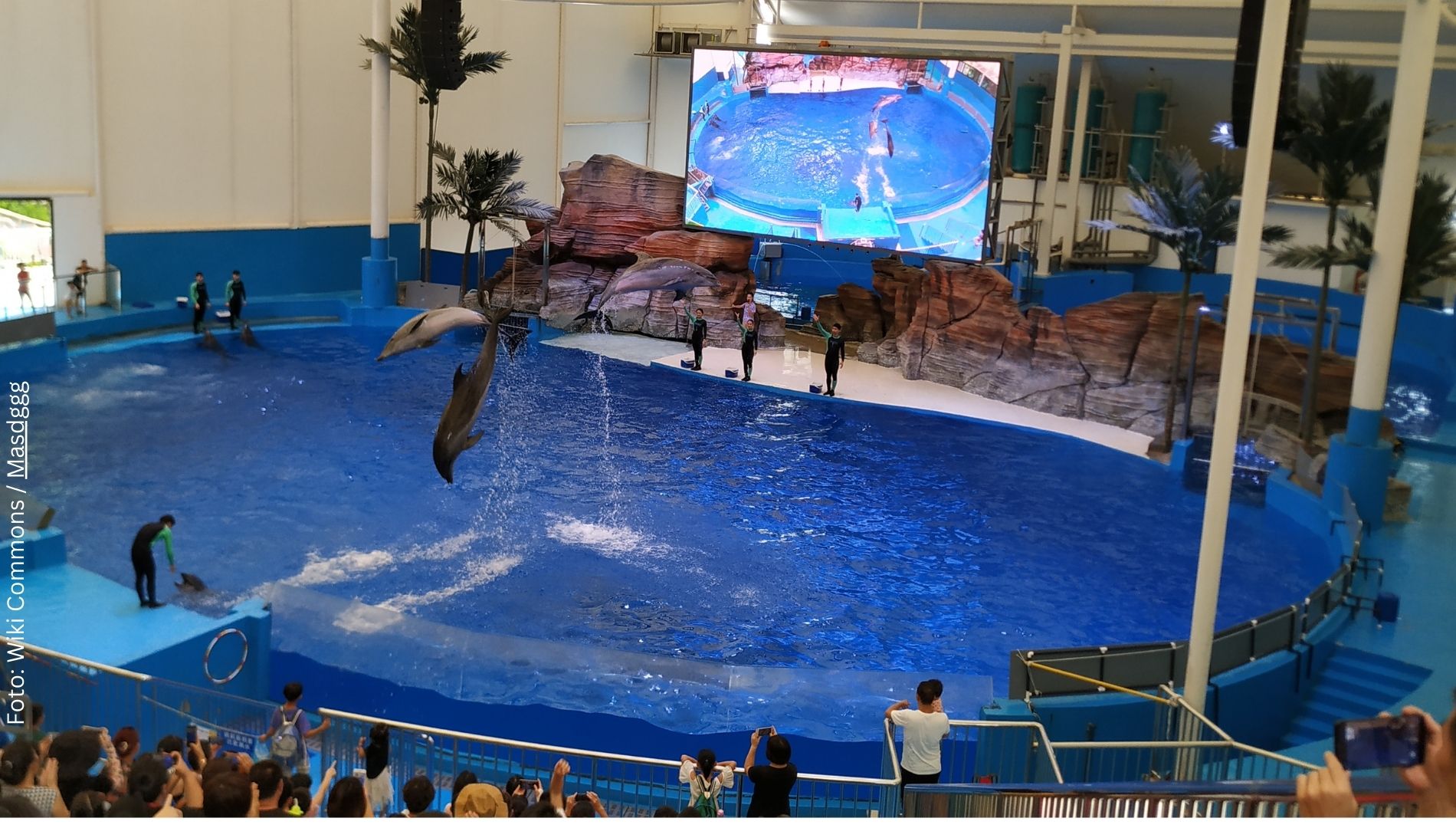 Dolphin Show Wiki Commons Masdggg - GRD