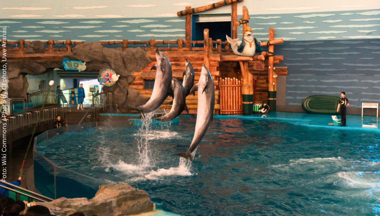 China: Die Delfinarien-Industrie wächst und wächst und wächst - GRD