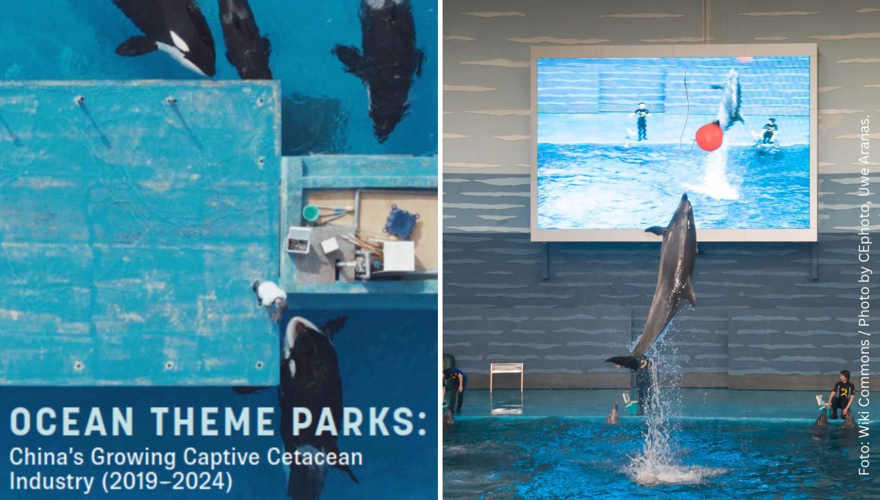 China: Die Delfinarien-Industrie wächst und wächst und wächst - GRD